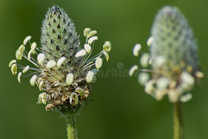Spring flower in Spain stock image. Image of yellow, spring - 53634559