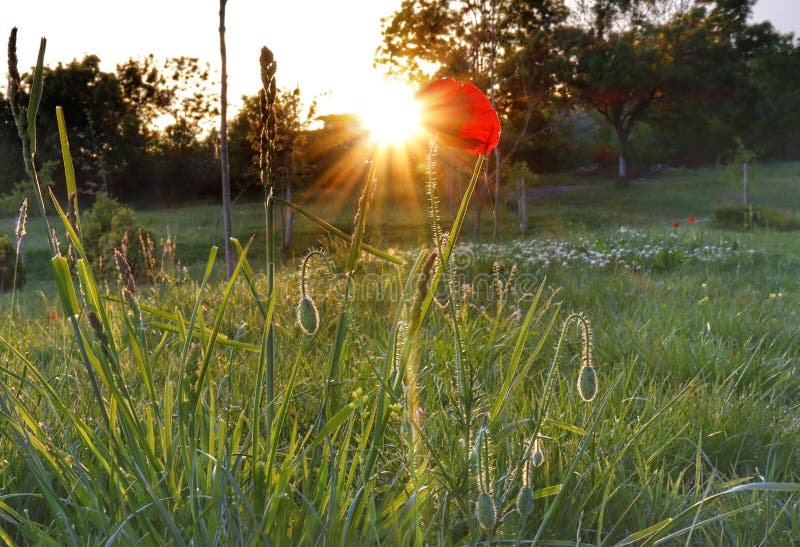 Spring stock image. Image of spring, sunset, green, flower - 148510055