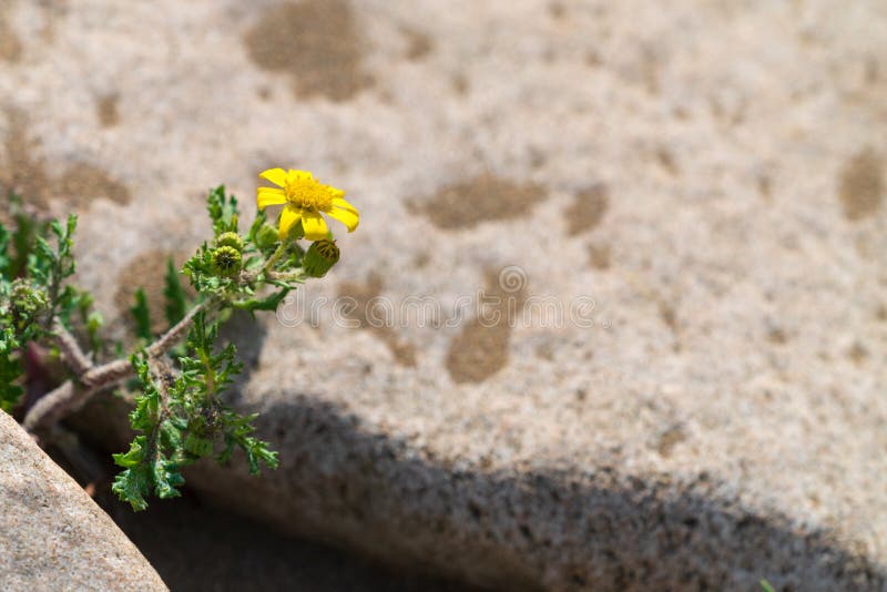 Spring Flower Surviving on Rock Stock Image - Image of outdoor ...