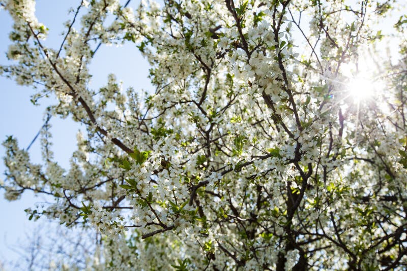 Spring Flower Tree Blooming Stock Image - Image of nature, blossoming ...