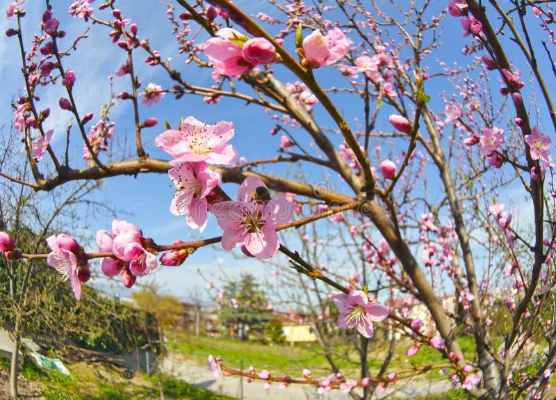 Spring flower on a tree stock image. Image of beautiful - 204506451