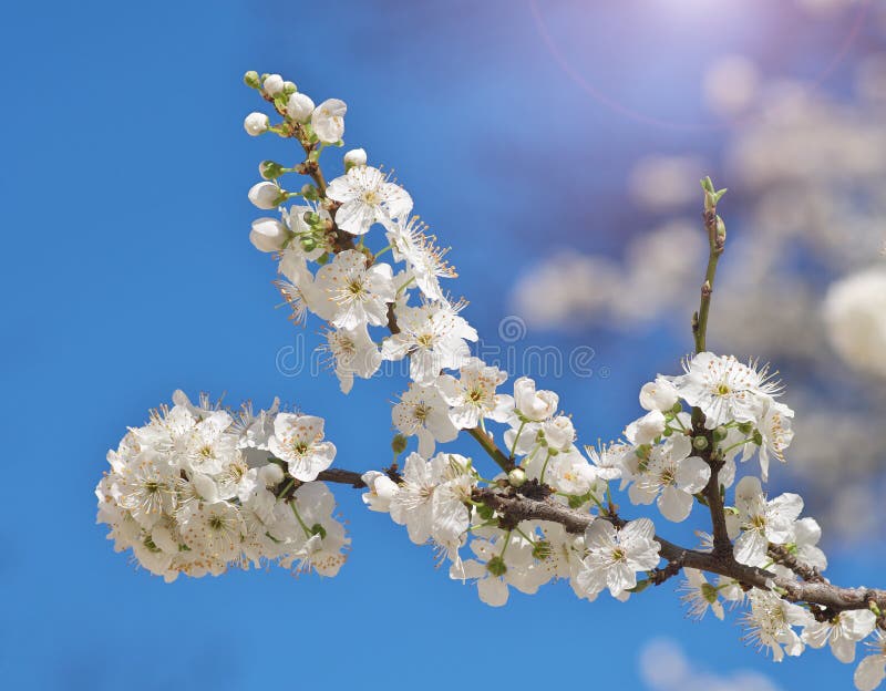 Spring flower on tree. stock image. Image of background - 110658067