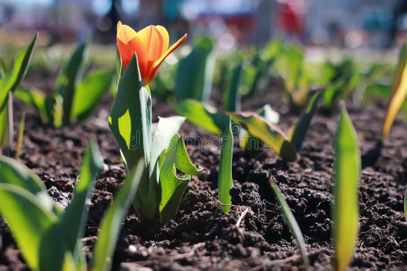 Spring Flower Tulip on Ground Stock Image - Image of landscape, green ...