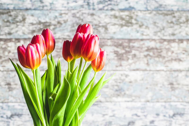 Spring flower tulip stock photo. Image of bright, floral - 172950868