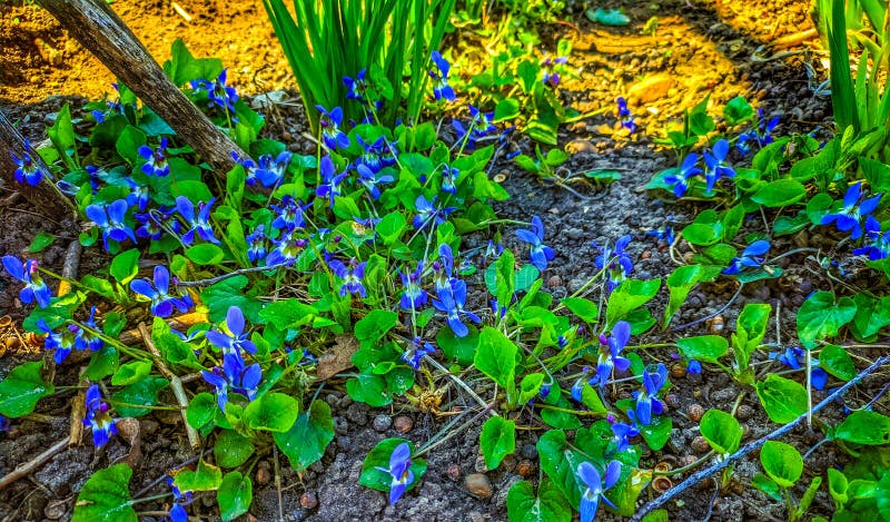 Spring flower violet stock photo. Image of blossoms - 217377704