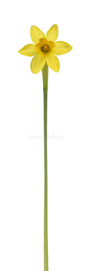 Spring Flower on White Background Stock Photo - Image of background ...