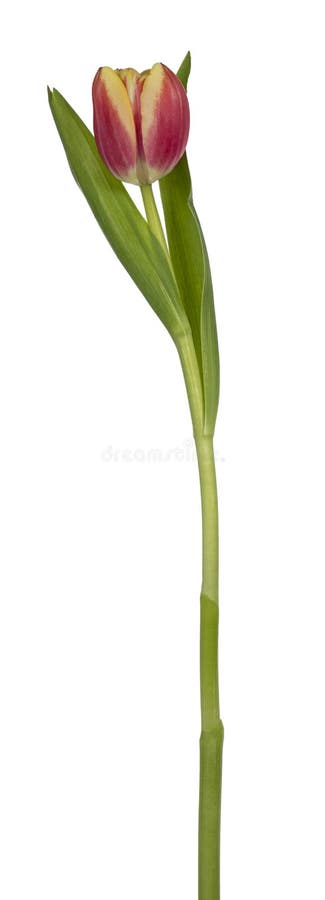 Spring Flower on White Background Stock Photo - Image of natural ...
