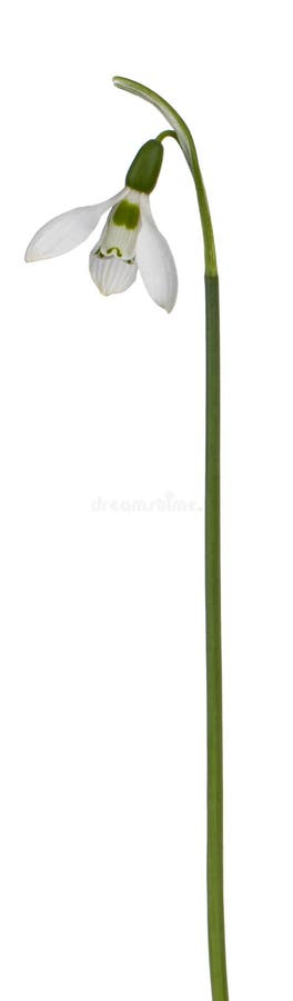 Spring Flower on White Background Stock Photo - Image of green, flower ...