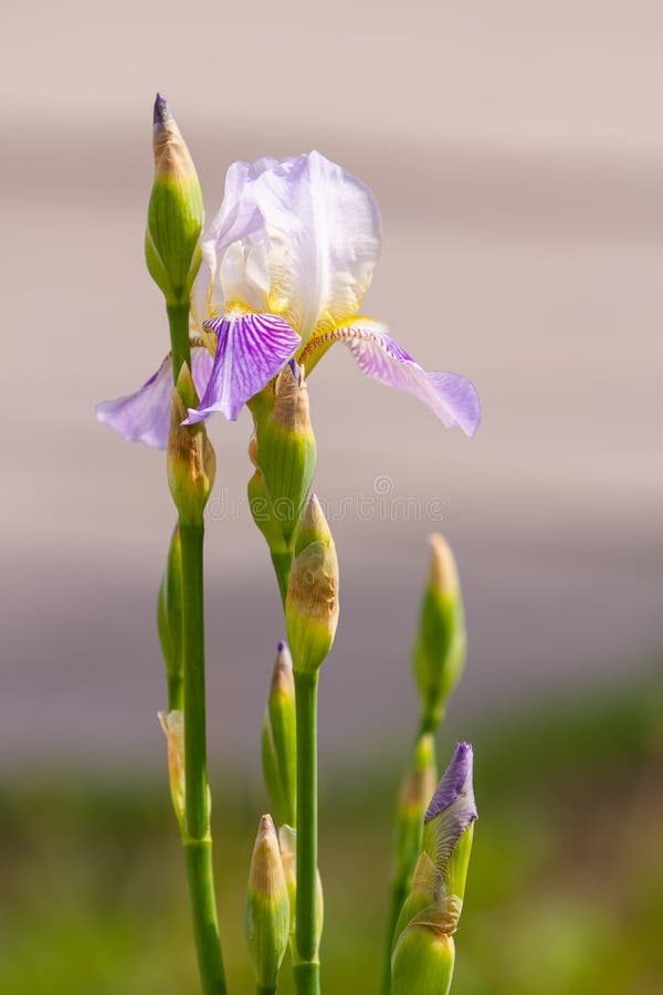 Spring white iris stock photo. Image of flowerbed, stem - 212166066
