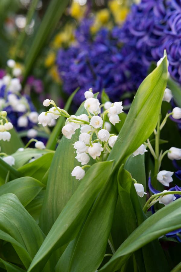 Spring Flower White Lily of the Valley in the Flower Bed in the ...