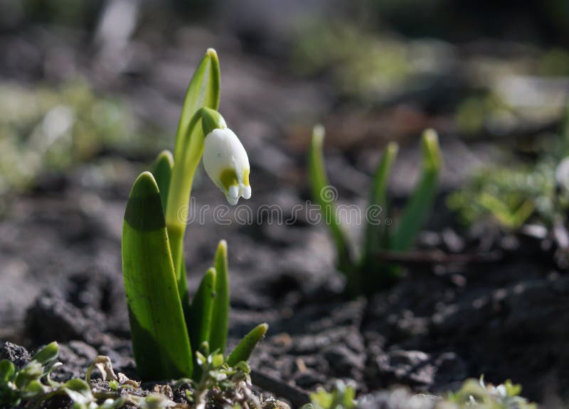 Spring Flower, White Primrose Breaks through the Ground Stock Photo ...