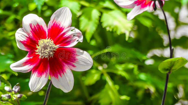 Spring Flower White Rose Pinky Stock Image - Image of rose, white ...