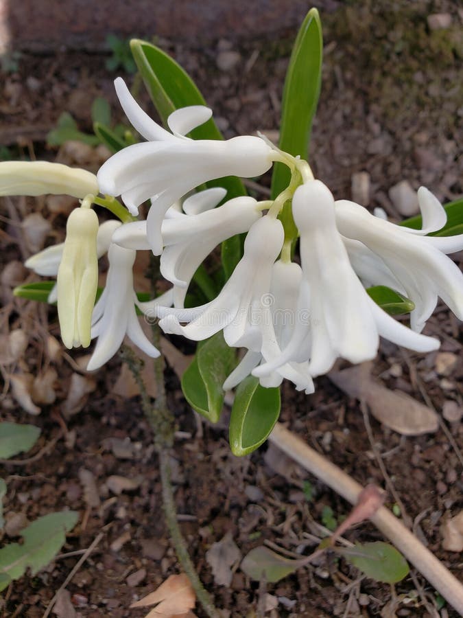 Spring Flower white stock photo. Image of spring, white - 117538578
