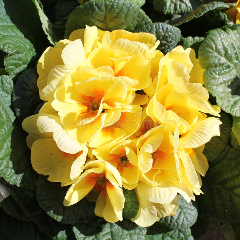 Spring Flower, Yellow Primula Stock Image - Image of colored, tradition ...