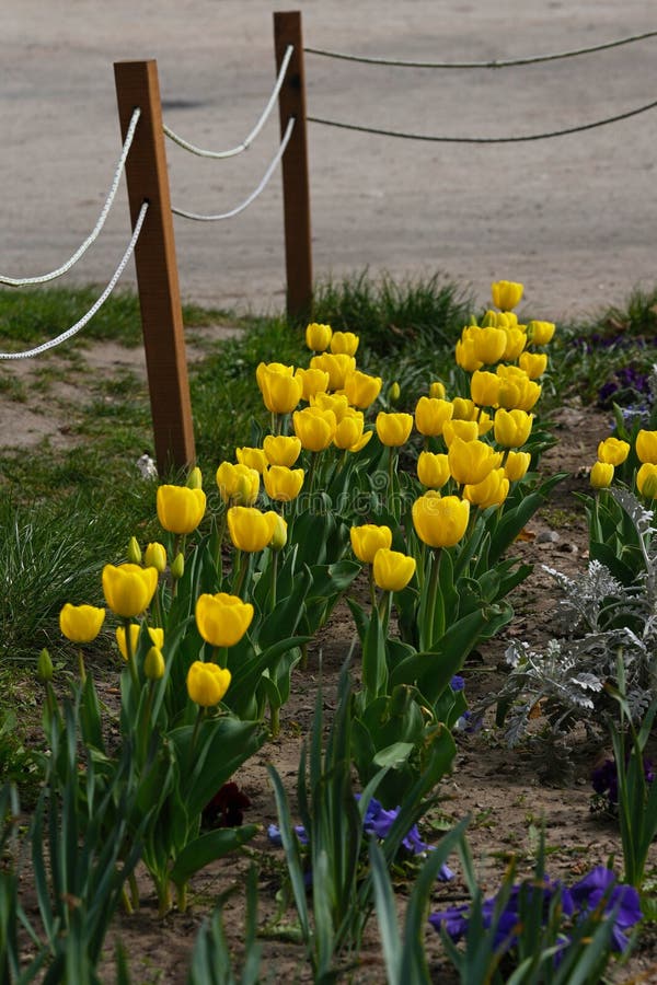 Flowering Tulips in a Bulb Field on the Island of Goeree-Overflakkee ...