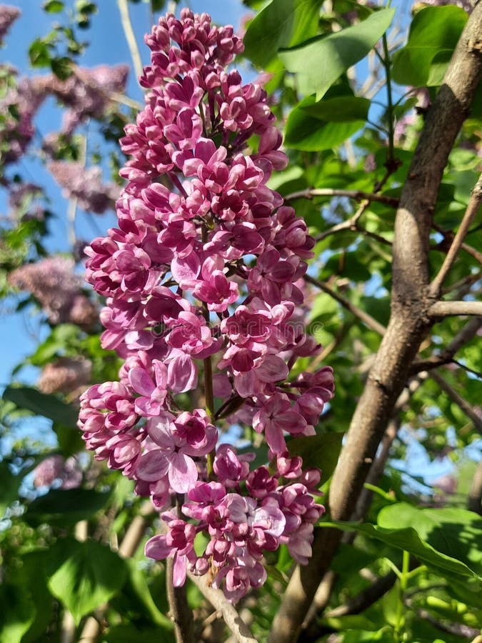 Spring and flowering stock image. Image of tree, wildflower - 219068065