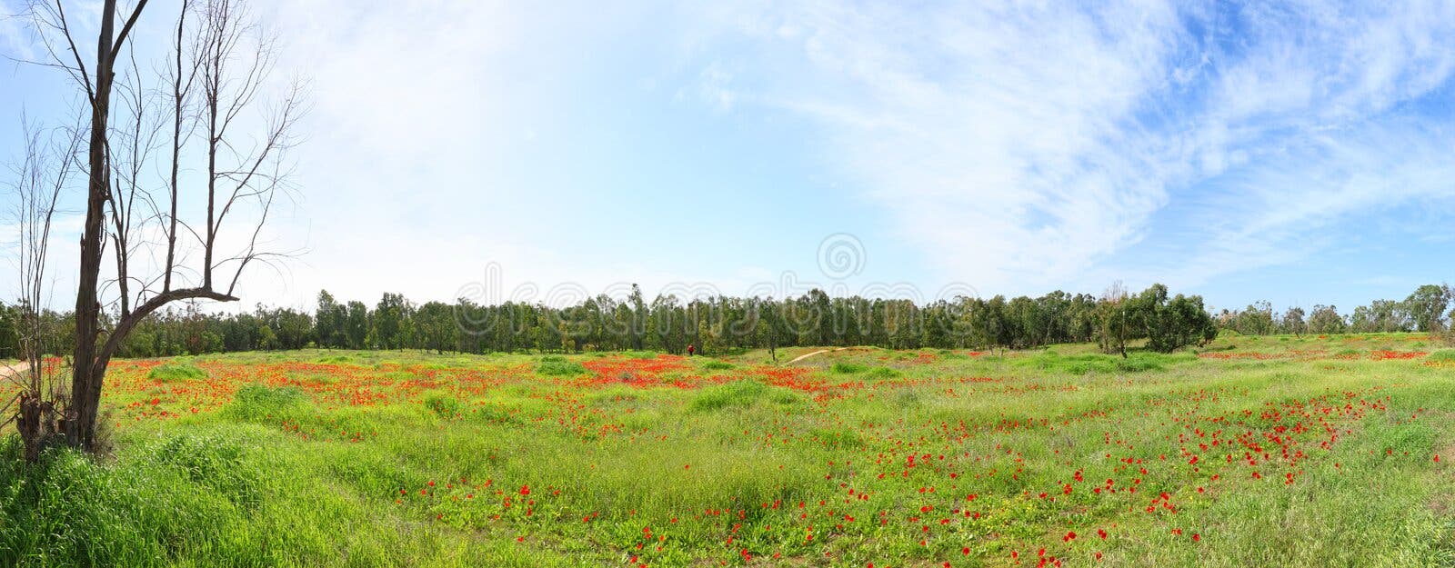 Equirectangular Panorama 360 Degrees Stock Photo - Image of isolate ...