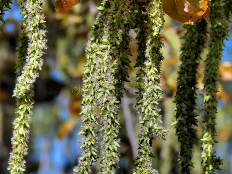Spring Flowering of Alder Tree Stock Photo - Image of park, outdoor ...