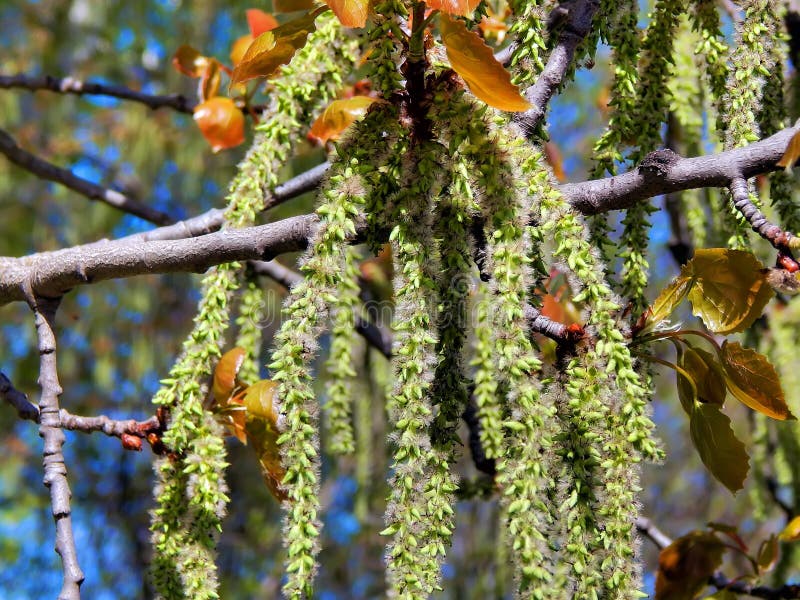 Spring Flowering of Alder Tree Stock Image - Image of beautiful ...