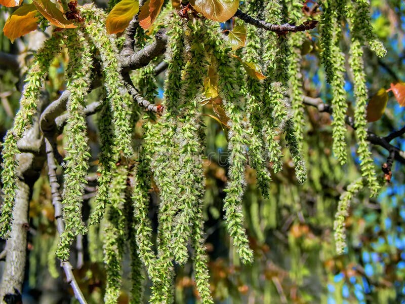 Spring Flowering of Alder Tree Stock Image - Image of leaf, flora: 93181151