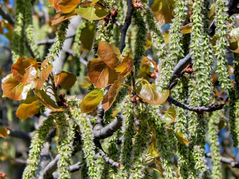 Spring Flowering of Alder Tree Stock Photo - Image of brown, blossom ...