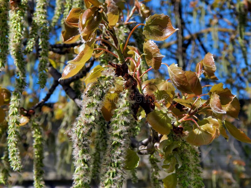 Spring Flowering of Alder Tree Stock Photo - Image of closeup, color ...