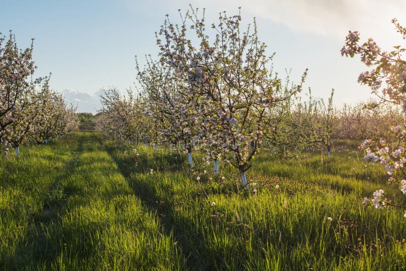 Spring Flowering Apple Orchard in Sunlight Stock Image - Image of macro ...