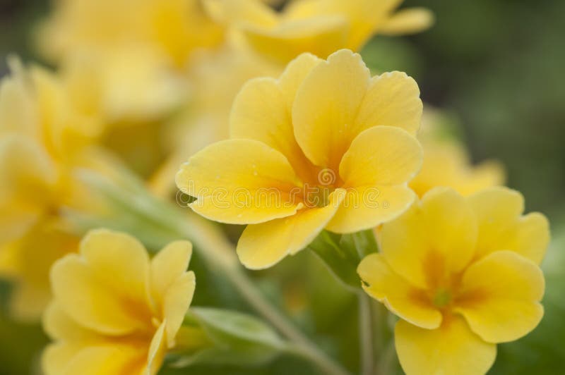 Spring Flowering of Beautiful Primrose Primula in a Garden Stock Photo ...