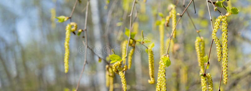 Spring flowering of birch stock photo. Image of buds - 173502360