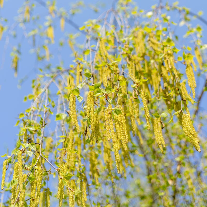Spring flowering of birch stock image. Image of botany - 173508439