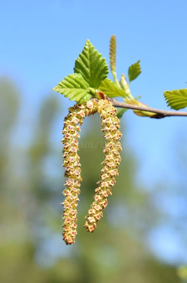 Spring Flowering Birch Tree Stock Photo - Image of lush, environment ...