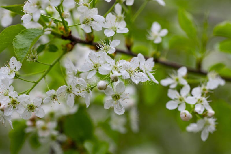 A Spring Flowering Branch Against the Green Backgrounds Stock Photo ...