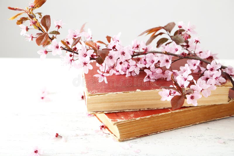 Flowering Branch of Magnolia Stock Photo - Image of purple, botany ...