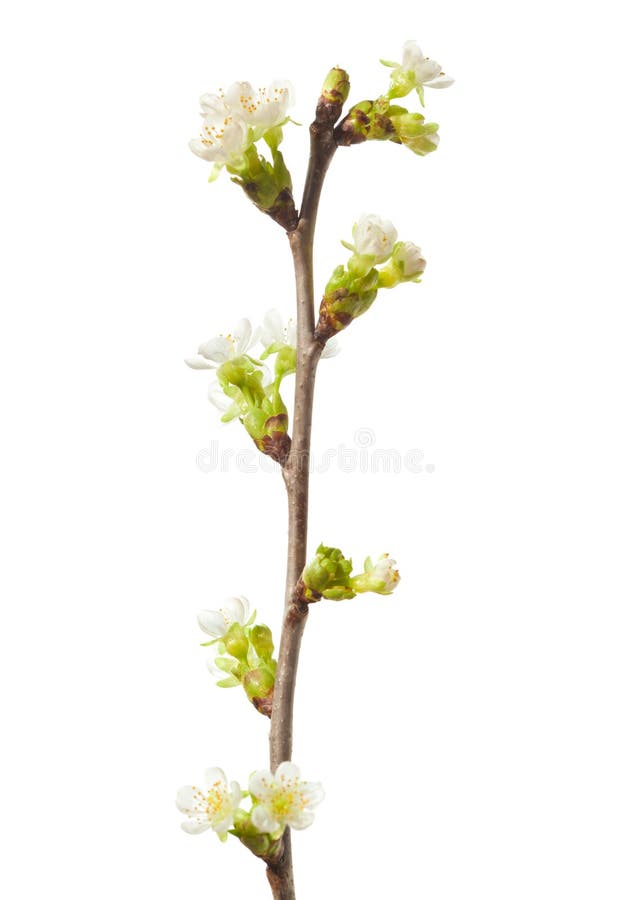 Spring flowering branch stock photo. Image of spring - 40643814