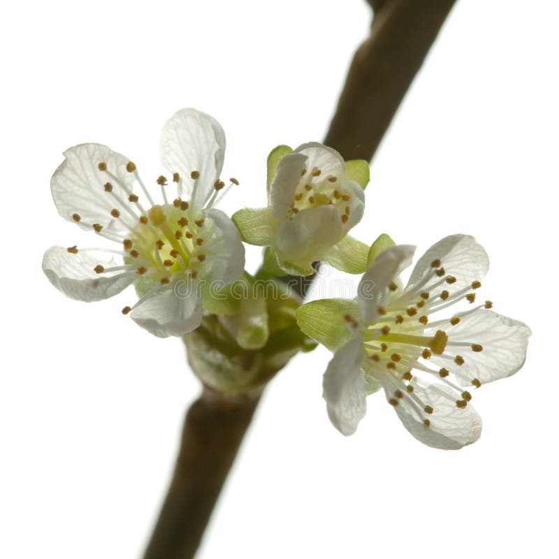 Spring flowering branch stock image. Image of green, cutout - 40644007