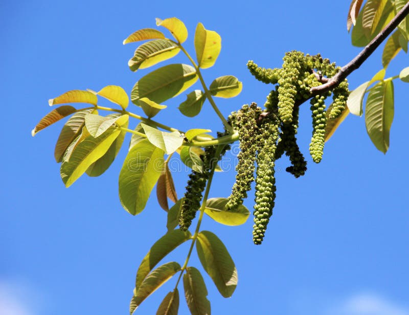 Spring flowering walnut stock image. Image of outdoor - 297831587