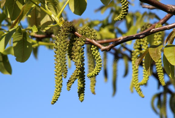 Spring flowering walnut stock photo. Image of walnuts - 278017980