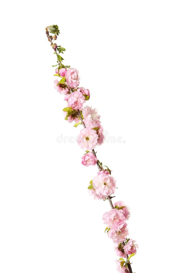 Spring flowering branch stock image. Image of fruit, aprilst - 54899307