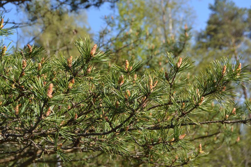 Spring Flowering Branches of Pine Covered with Yellow Pollen Stock ...