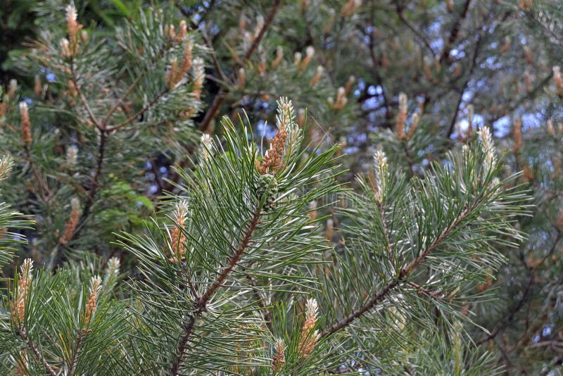 Spring Flowering Branches of Pine Covered with Yellow Pollen Stock ...