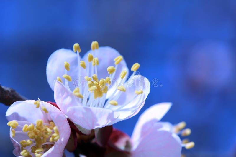 Spring flowering brunch stock photo. Image of brunch - 30560920