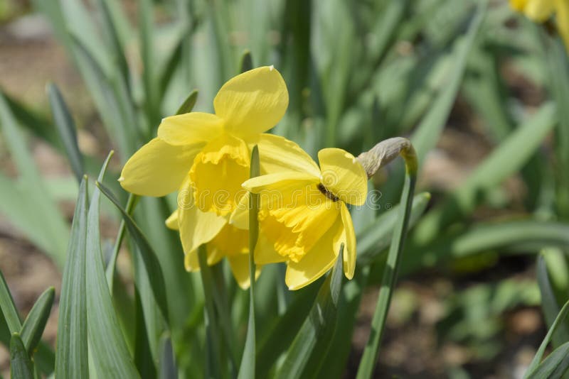 Spring Flowering Bulb Plants in the Flowerbed. Flowers Daffodil Yellow ...