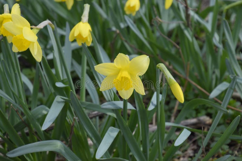 Spring Flowering Bulb Plants in the Flowerbed. Flowers Daffodil Yellow ...