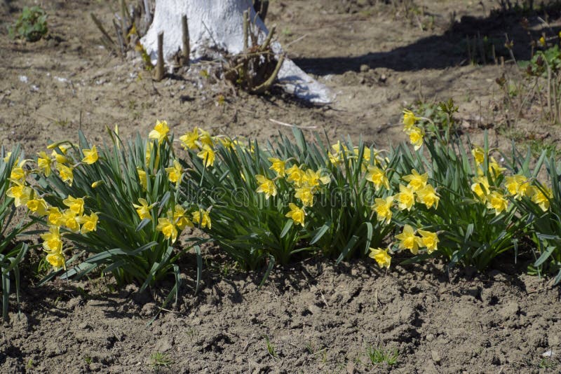 Spring Flowering Bulb Plants in the Flowerbed. Flowers Daffodil Yellow ...