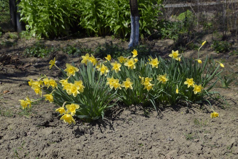 Spring Flowering Bulb Plants in the Flowerbed. Flowers Daffodil Yellow ...