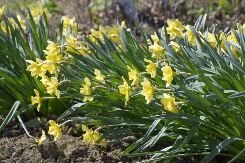 Spring Flowering Bulb Plants in the Flowerbed. Flowers Daffodil Yellow ...