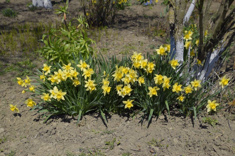 Spring Flowering Bulb Plants in the Flowerbed. Flowers Daffodil Yellow ...