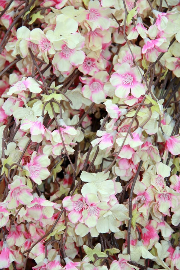 Spring stock image. Image of switzerland, flowering, plants - 79242187