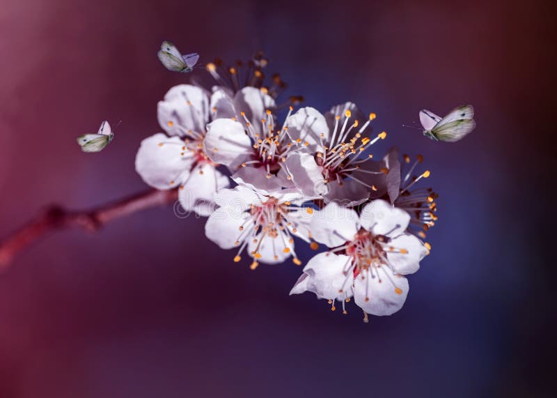 Spring Flowering of a Cherry Tree, Cherry Flowers, Butterflies Circle ... Spring Flowering of a Cherry Tree, Cherry Flowers, Butterflies Circle ...