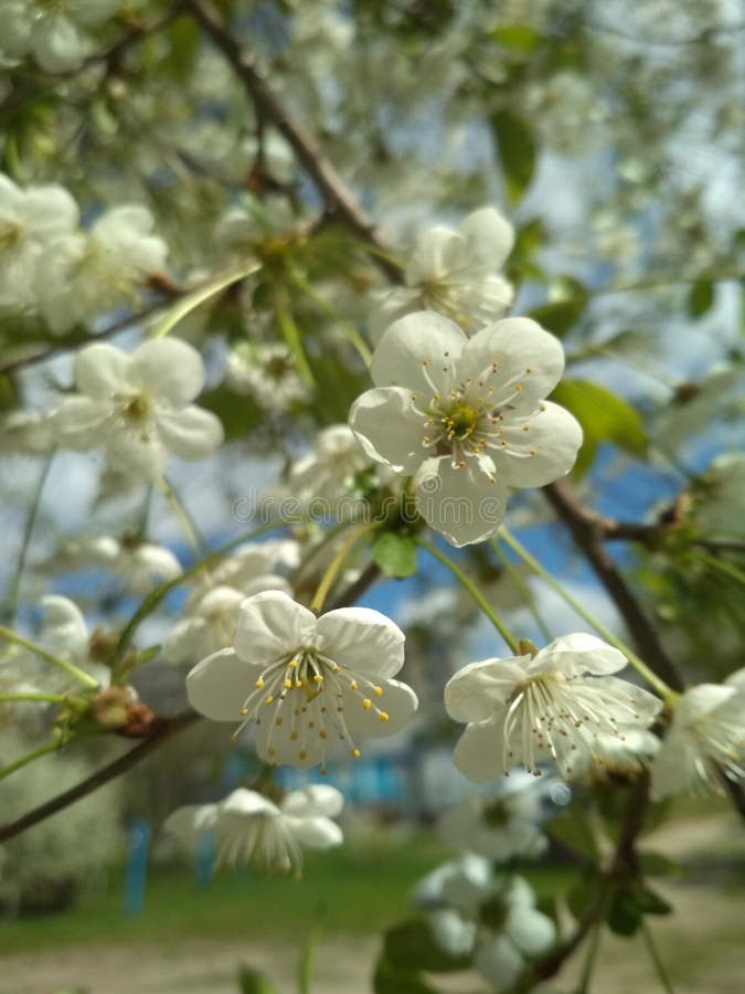 Spring Flowering Cherry Tree. New Life White Flowers Cherry Close-up ...